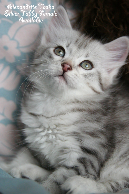Silver Siberian Kittens - Silver Siberian Cats - available siberian kittens